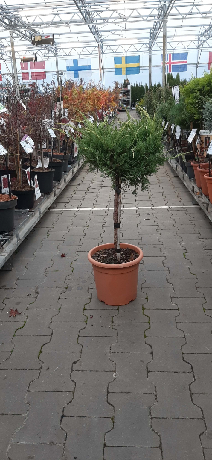 En, trädgårds stam 40 cm 'Gold Star' - Roséns Blommor